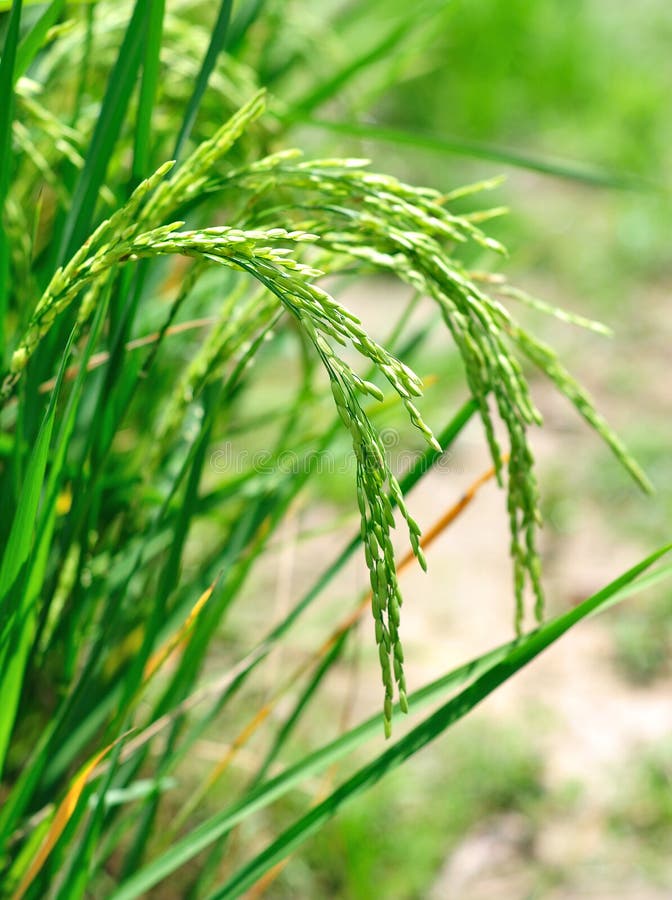 Paddy Field and Mt. Kinabalu View in Kota Belud, Sabah. Stock Image ...