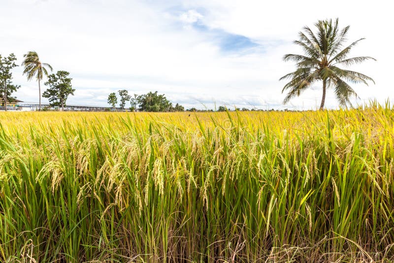 Rice paddy field with sky stock image. Image of leaf - 32490277