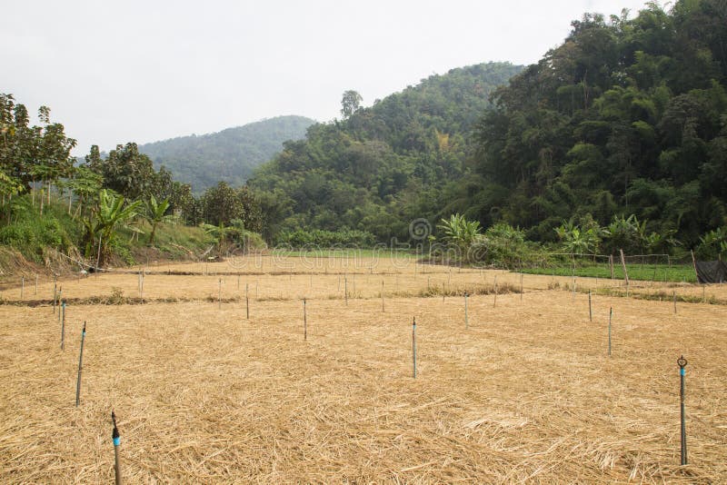 Sprinkler in rice field stock image. Image of heads, technology - 50220493