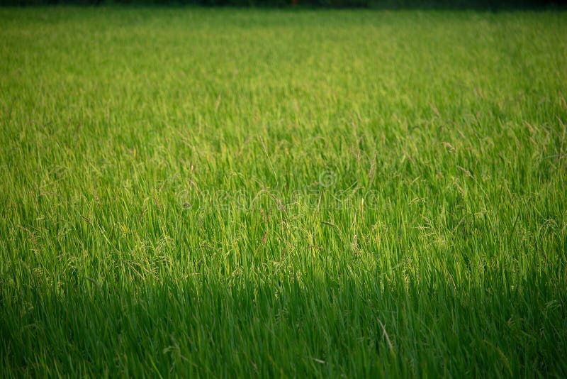 Rice Paddy Field in Thailand Stock Photo - Image of farm, outdoor ...