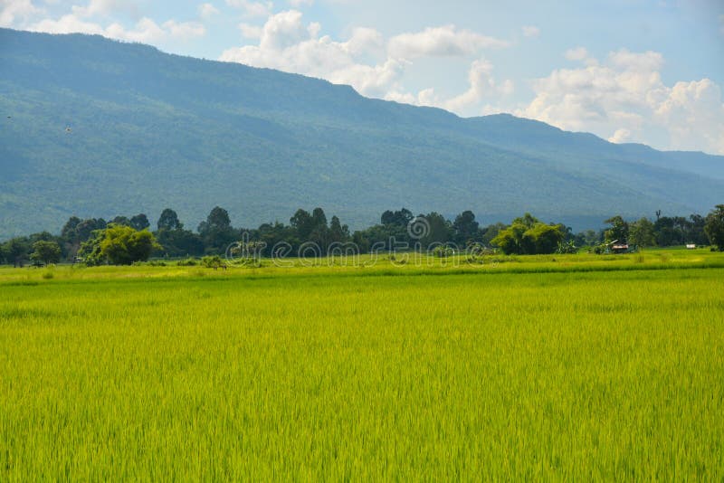 The Rice Paddy Field in Thailand . Stock Image - Image of asian ...