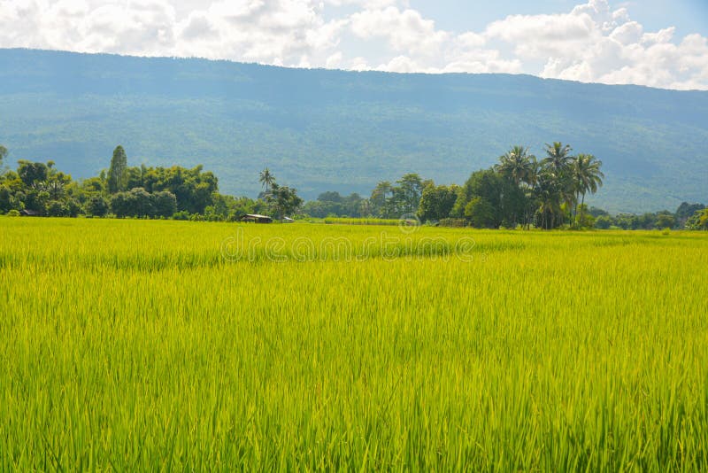 The Rice Paddy Field in Thailand . Stock Photo - Image of food, asian ...