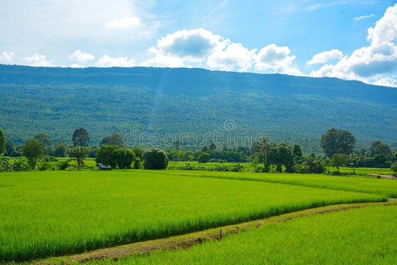 The Rice Paddy Field in Thailand . Stock Image - Image of agriculture ...