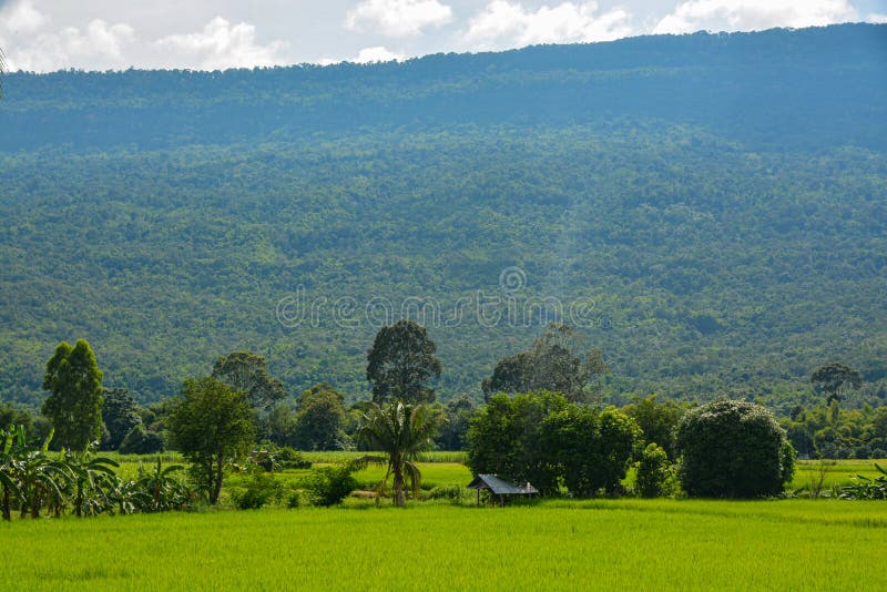 The Rice Paddy Field in Thailand . Stock Photo - Image of farm, field ...