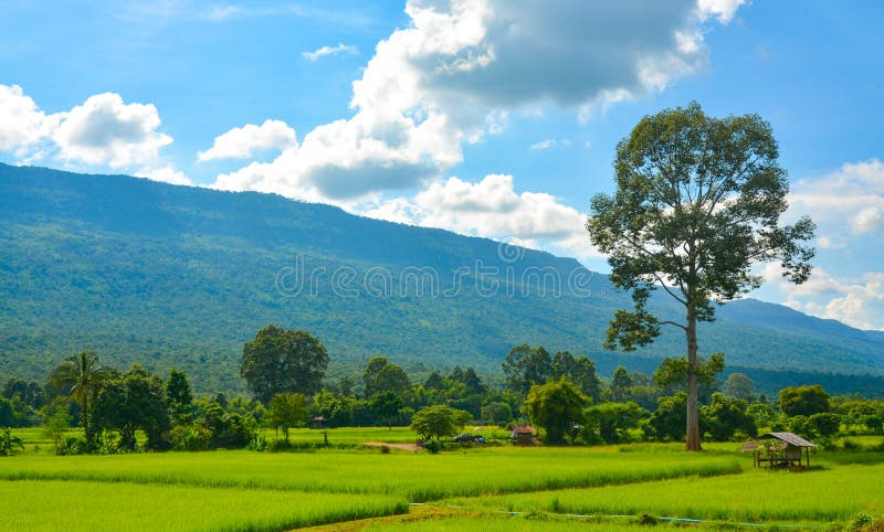 The Rice Paddy Field in Thailand . Stock Image - Image of agriculture ...