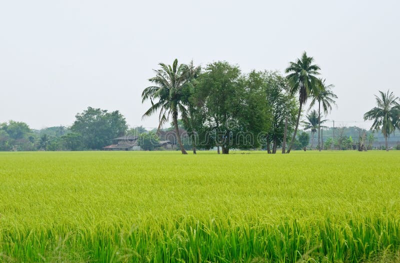 Rice paddy-field stock image. Image of agriculture, grass - 31542135