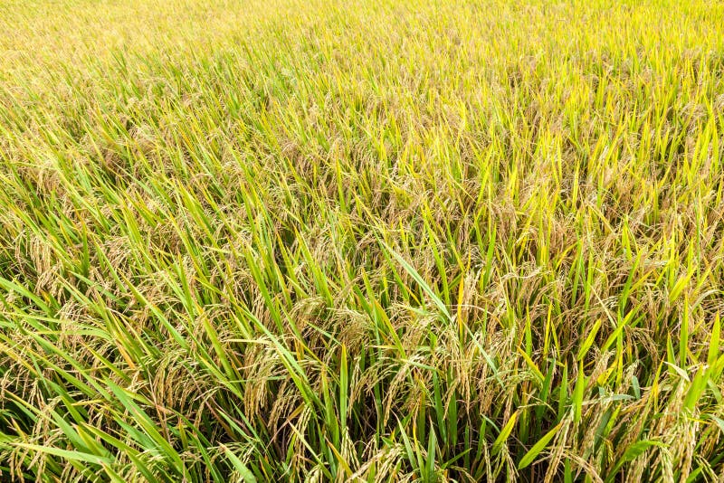 Rice paddy field stock image. Image of nature, field - 32490387