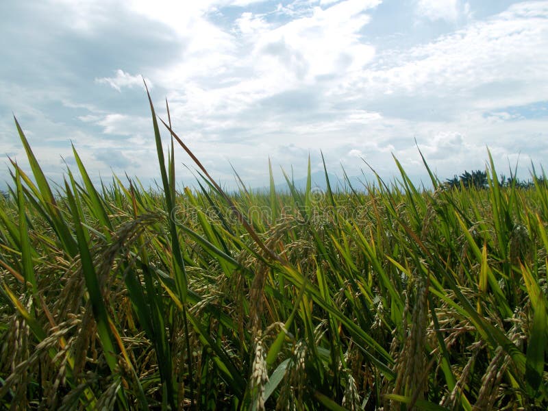 Landscape Paddy Field and Small River Stock Photo - Image of botany ...