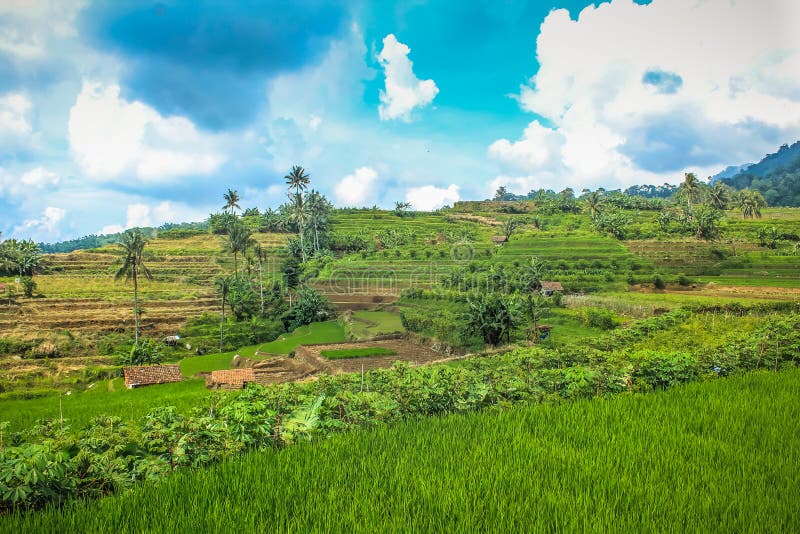 Rice paddy field valley stock photo. Image of china - 139197334