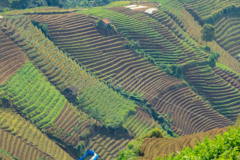 Rice paddy field valley stock photo. Image of plant - 139215560