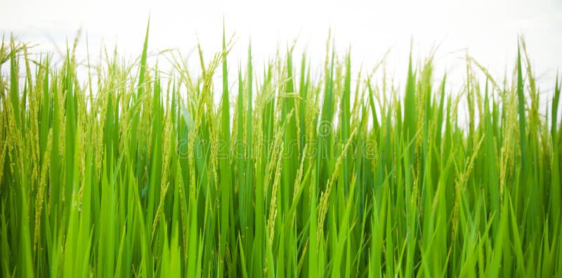 Rice paddy field stock photo. Image of summer, background - 33748944