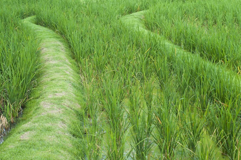 Rice paddy field. stock photo. Image of golden, farming - 32394386