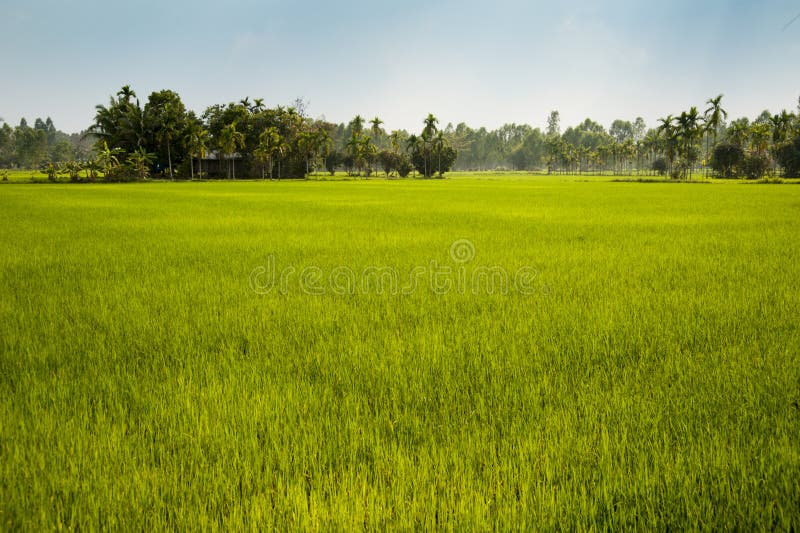 Rice Paddy Fields Asia Farming and Agriculture Stock Photo - Image of ...