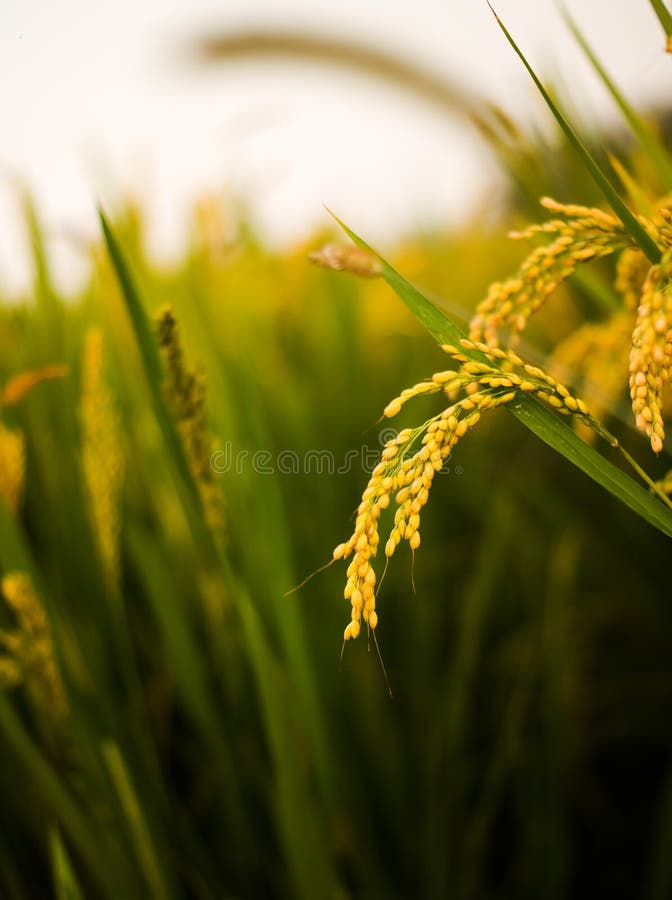 Rice paddy fields stock image. Image of grain, close - 78059241