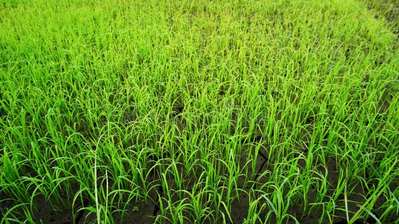 Dry rice paddy fields stock image. Image of grain, clay - 100236127