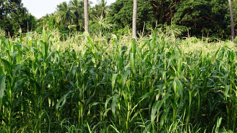Crops Corn Rice Paddy Fields Stock Photos - Free & Royalty-Free Stock ...