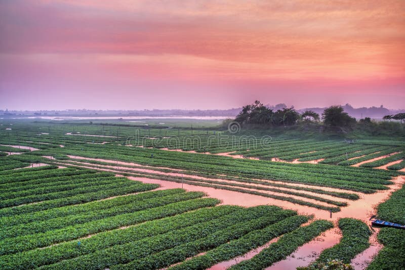 Rice Fields, Cambodia stock photo. Image of fields, aerial - 14434040