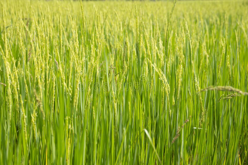 The Rice Paddy Fields in Green Season, Thailand Stock Photo - Image of ...