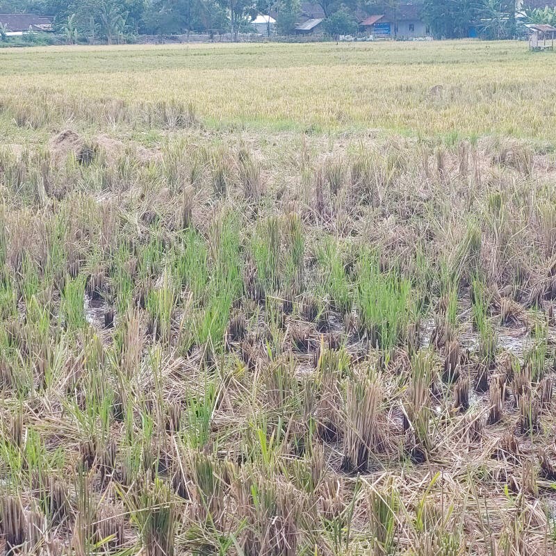 Rice in Paddy Fields that Have Been Harvested Stock Photo - Image of ...
