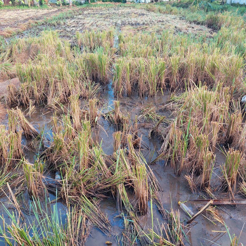 Rice in Paddy Fields that Have Been Harvested Stock Image - Image of ...