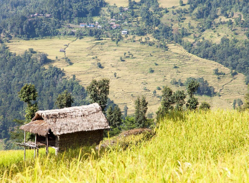Rice or Paddy Fields in Nepal Himalayas Stock Photo - Image of field ...