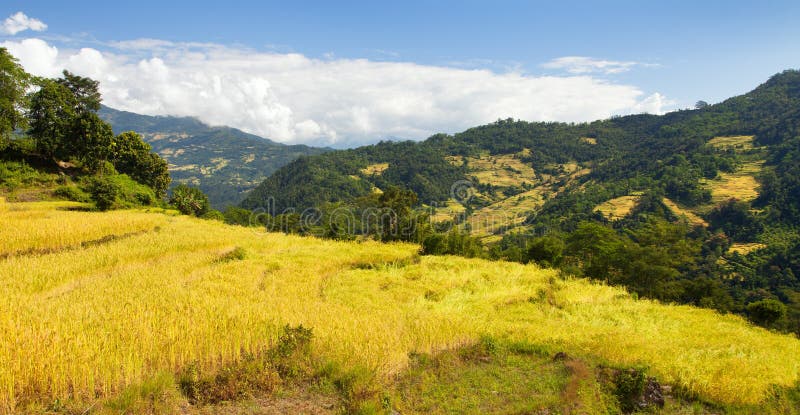 Rice or Paddy Fields in Nepal Himalayas Mountains Stock Image - Image ...