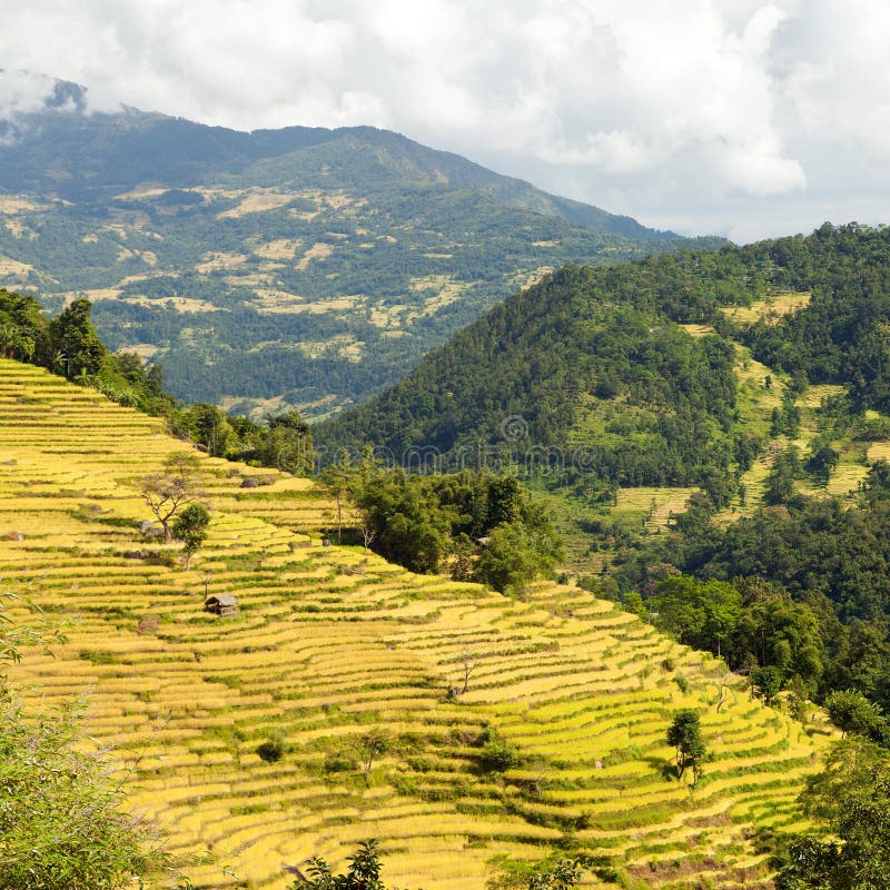 Rice Or Paddy Fields In Nepal Himalayas Mountains Stock Image - Image ...