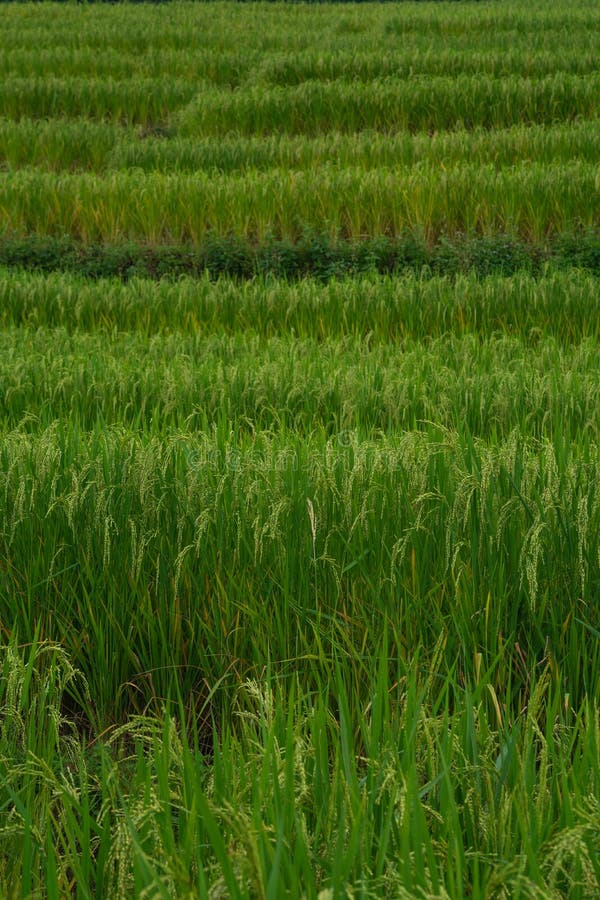 The Rice Paddy Fields in Northern Thailand Stock Photo - Image of japan ...