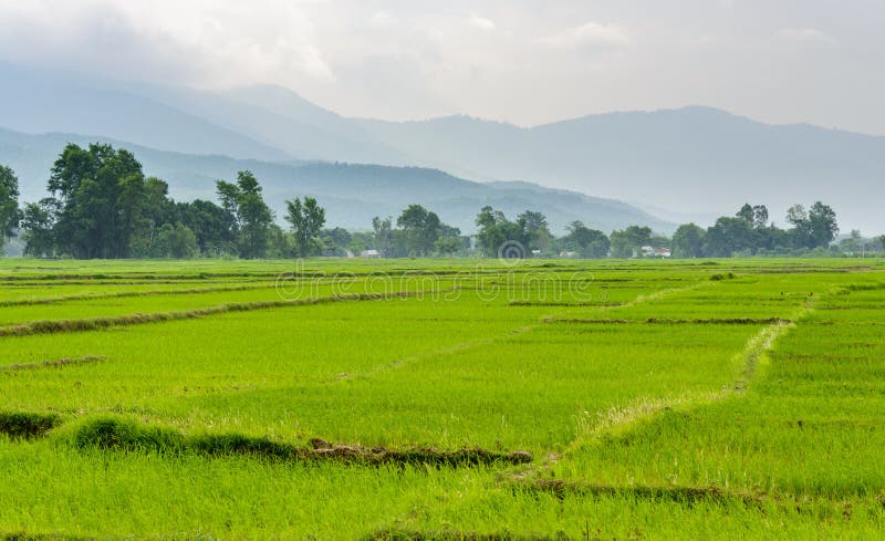 Rice Paddy Fields in Terai, Nepal Stock Photo - Image of asian ...