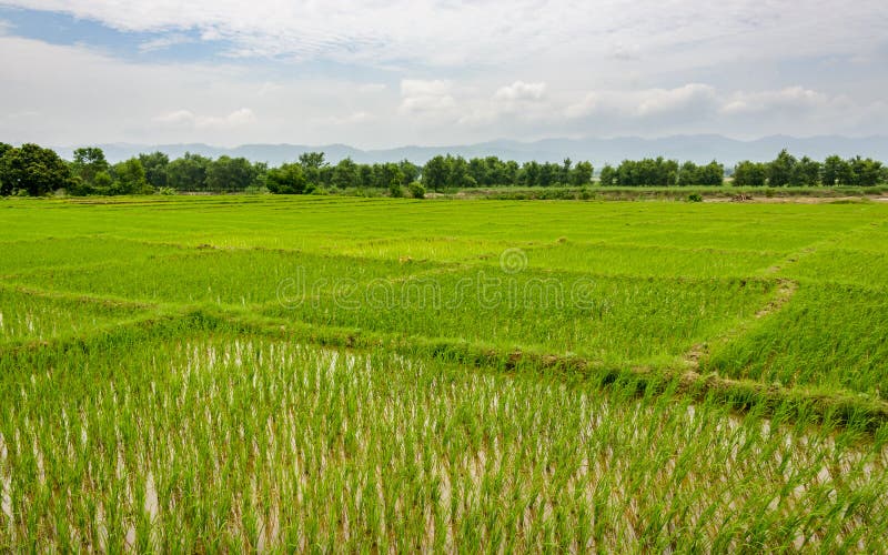 Rice Paddy Fields in Terai, Nepal Stock Photo - Image of asian ...