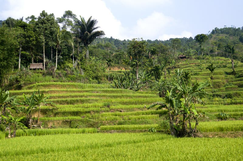 Rice Paddy Fields stock image. Image of grown, terrace - 46587765
