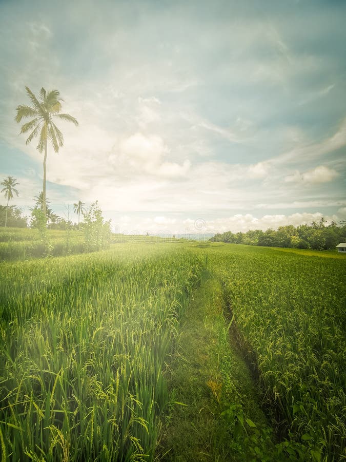 Rice Paddy Fields with Terraces in Lombok, NTB, Indonesia Stock Image ...