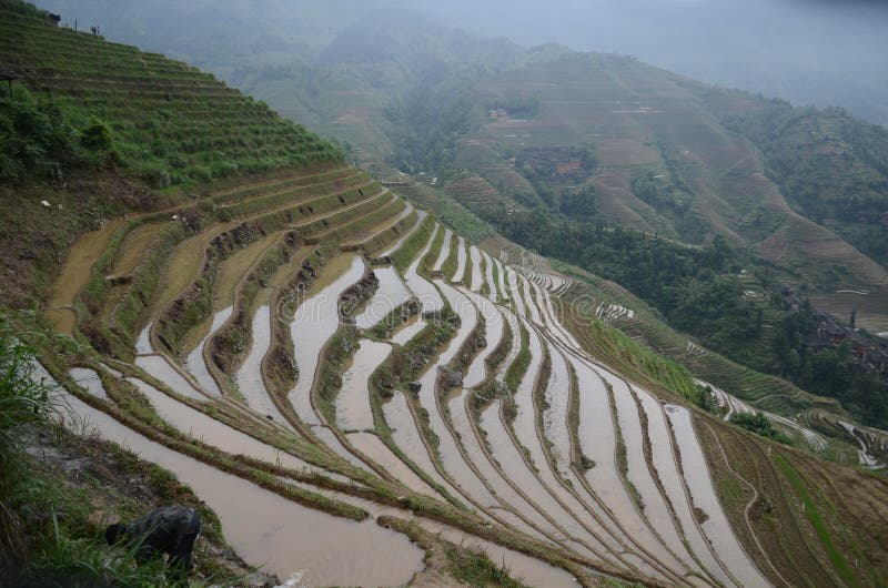 Rice paddy fields terraces stock photo. Image of growth - 32388624