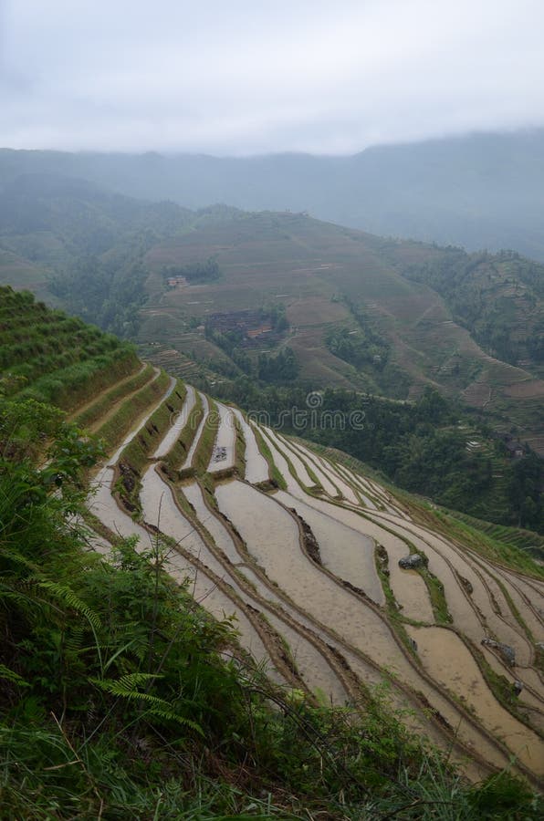 Rice paddy fields terraces stock image. Image of farm - 32388647