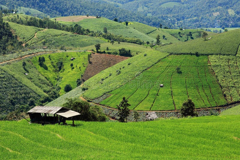 Rice Paddy Fields in Thailand Stock Photo - Image of destination, leaf ...