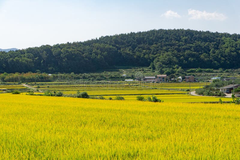 Rice Paddy Fields in Urban Area Around Central of South Korea with ...