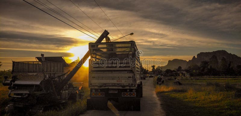 Rice paddy full barn editorial stock photo. Image of full - 135592163