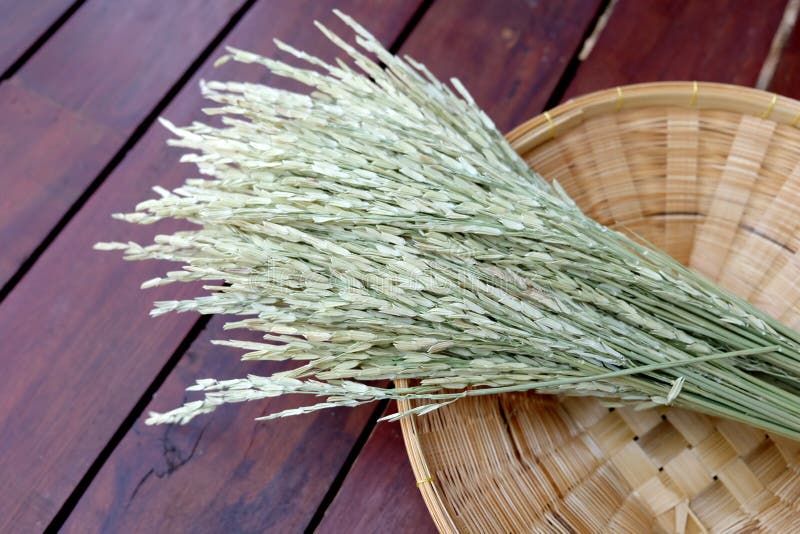 Rice paddy grain stock image. Image of harvest, paddy - 68822835