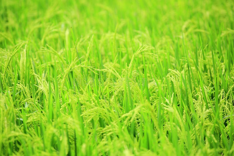 Rice paddy grow stock image. Image of lush, green, field - 33228317