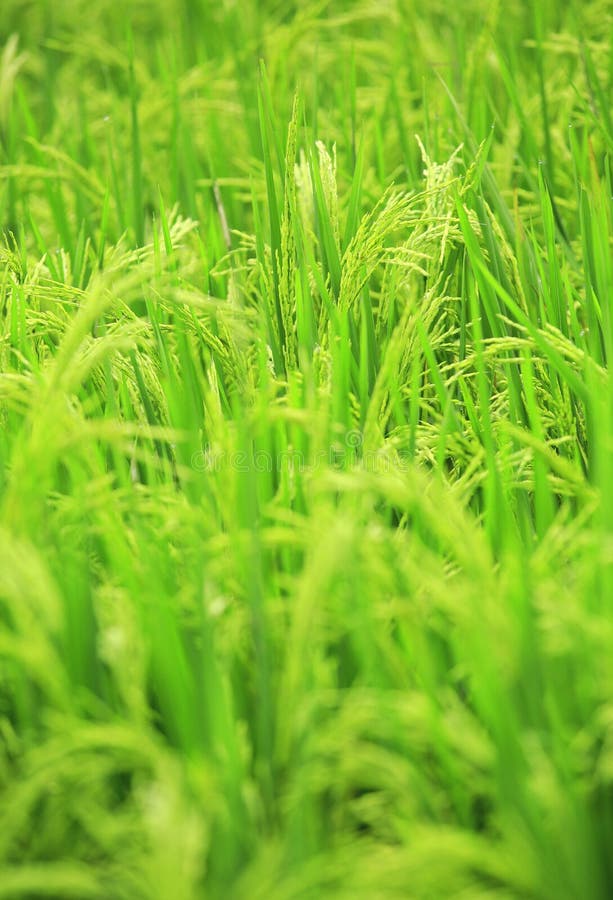 Rice paddy grow stock image. Image of nature, china, fields - 33228469