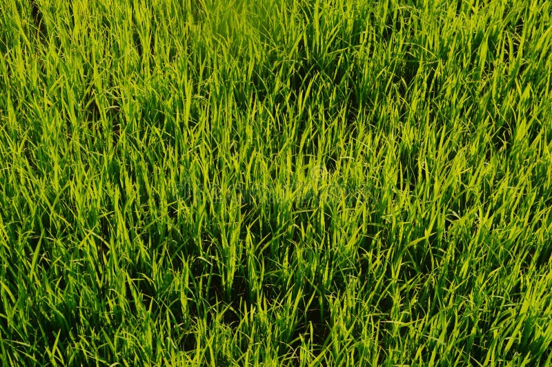 Rice Paddy Growing in Farm Thailand Stock Image - Image of paddy, chain ...