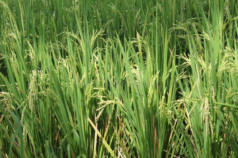 The Rice Paddy Growing on the Rice Field and Waited for Harvest Stock ...