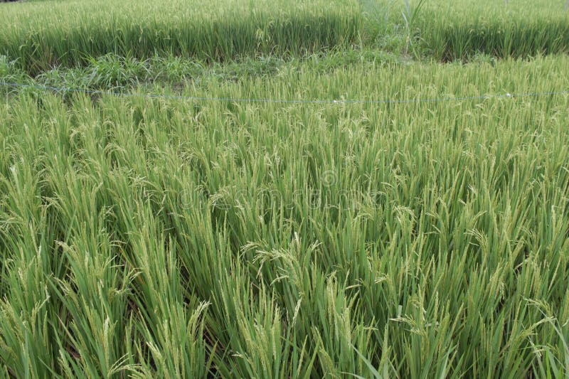 The Rice Paddy Growing in the Rice Field Stock Photo - Image of rice ...