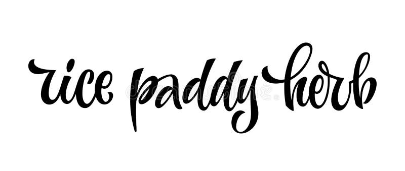 Rice Paddy Herb - Hand Drawn Spice Label. Stock Vector - Illustration ...