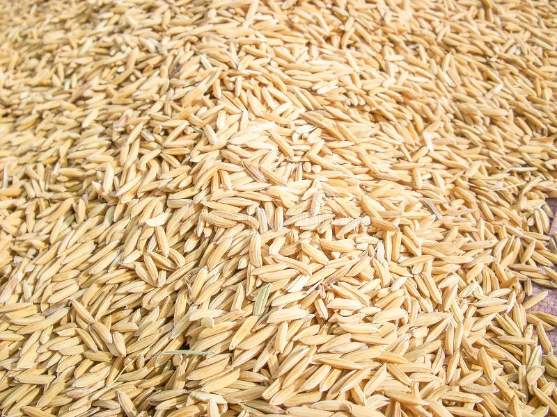 Paddy Husk stock image. Image of pattern, detail, texture - 19434713