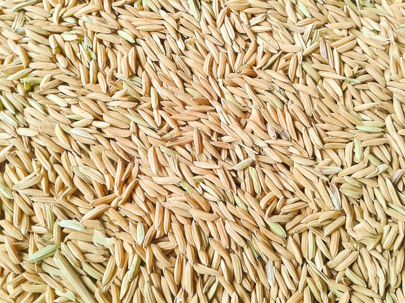2,559 Rice Husk Photos - Free & Royalty-Free Stock Photos from Dreamstime