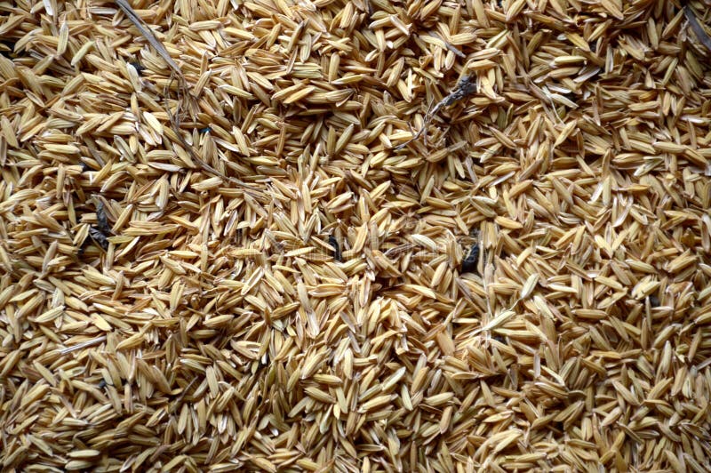 Paddy Husk stock image. Image of pattern, detail, texture - 19434713