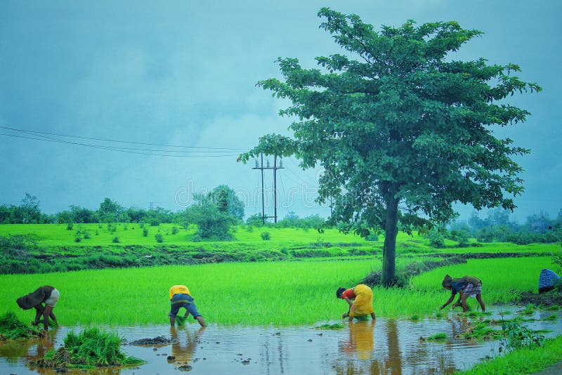 Rice paddy in India editorial stock image. Image of hardwork - 87609179