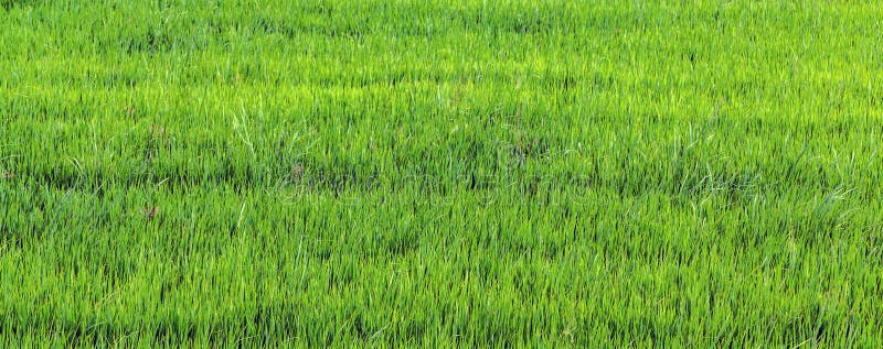 Rice paddy landscape stock photo. Image of farm, paddy - 198601602