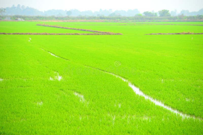 Rice Paddy stock image. Image of thailand, industry, green - 36345261